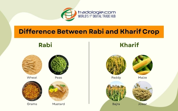 Rabi vs Kharif Crops Explained: Months, Examples + Quick Differences Table